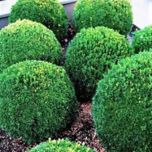 Buxus Sempervirens - English Box – The Plant Hub